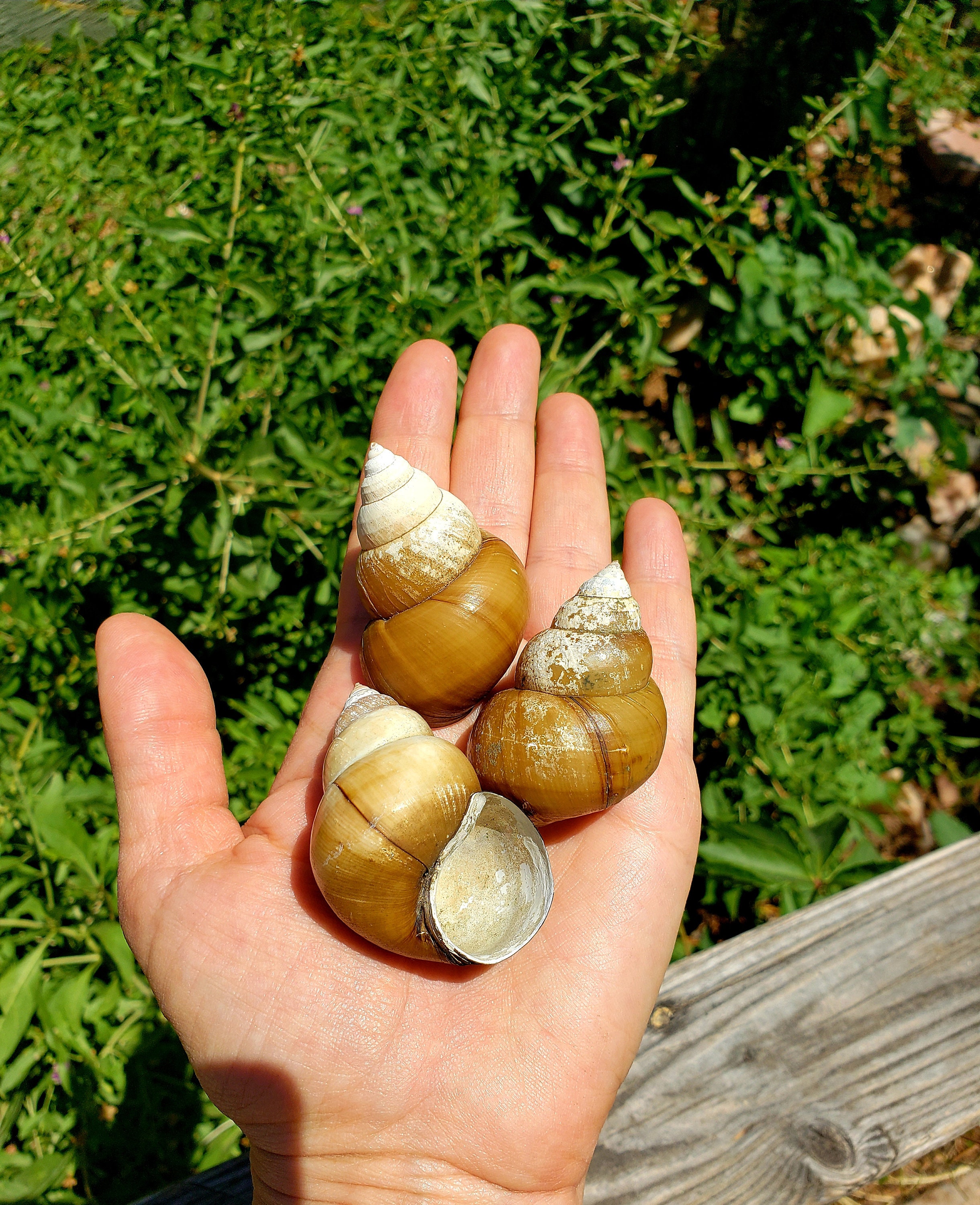 Freshwater Snail Shell for Your Creative Project / Natural Craft ...