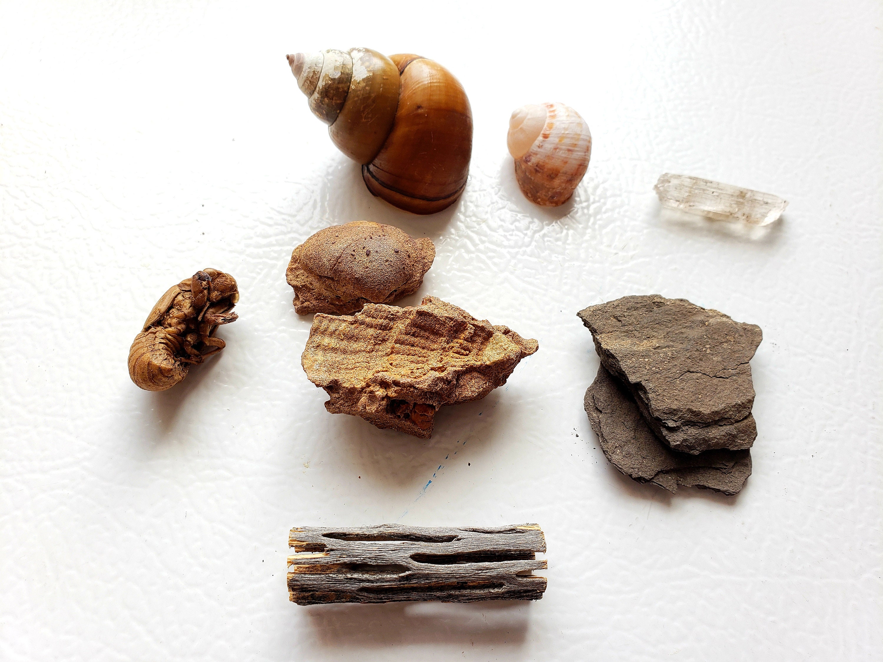 Assorted Nature Set / Curiosity Cabinet / Natural Material / - Etsy