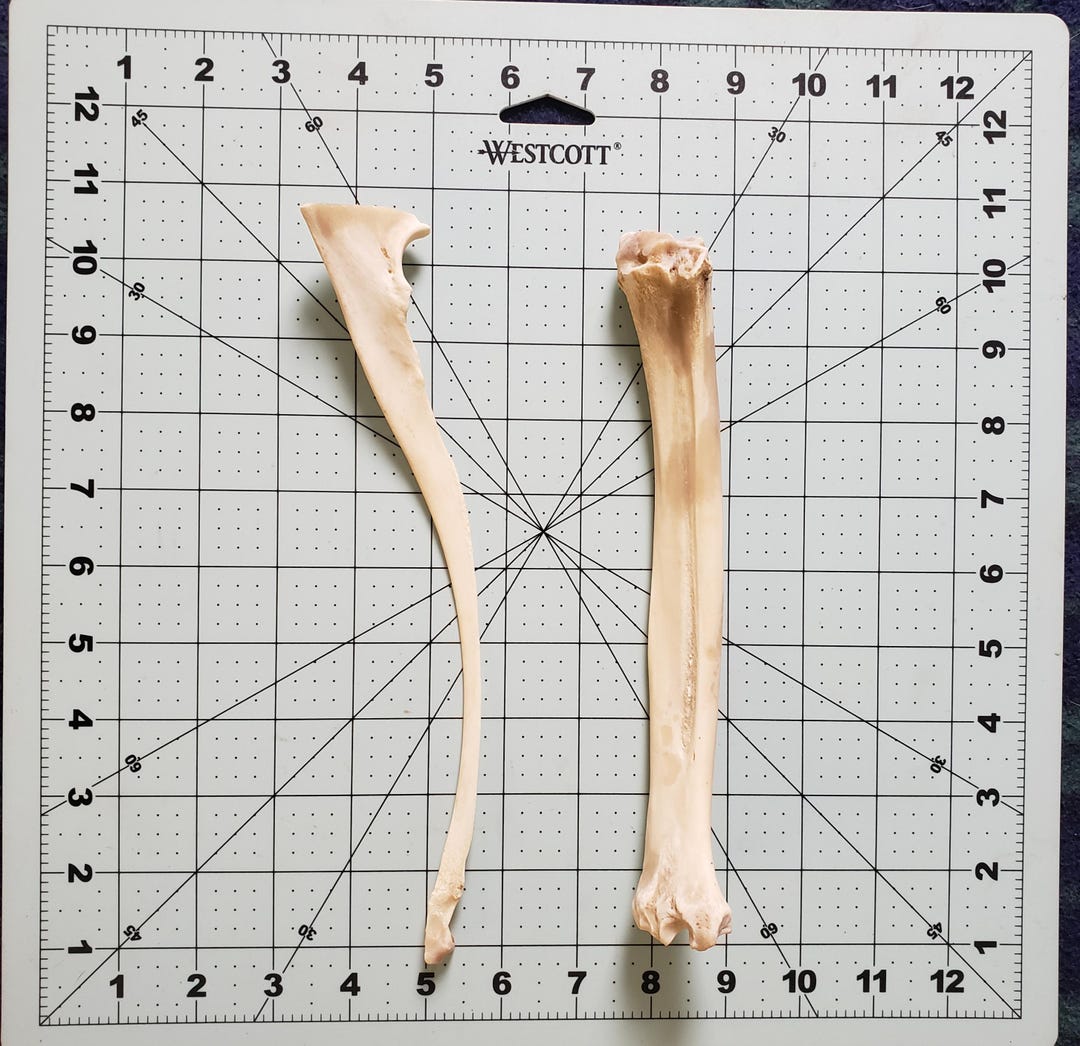 Real Deer Leg Bones - Etsy