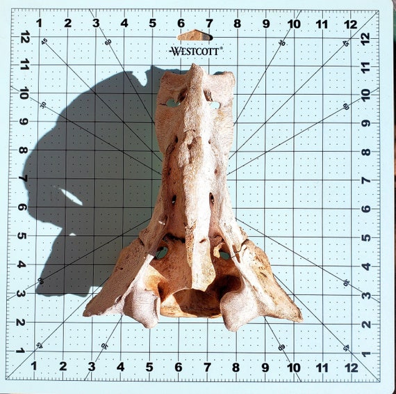 Deer Spine Fragment / Deer Vertebrae / Animal Bones - Etsy