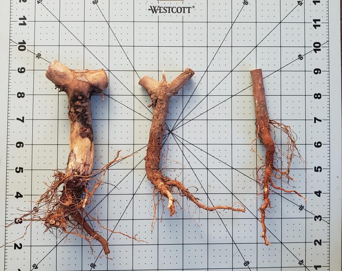 Devil's Claw Roots 3 Pcs/floral Decor/ Craft Materials - Etsy
