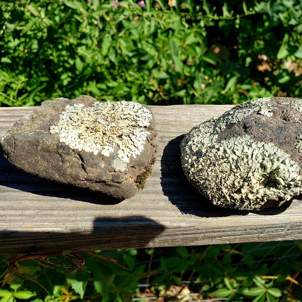 Lichen - Etsy
