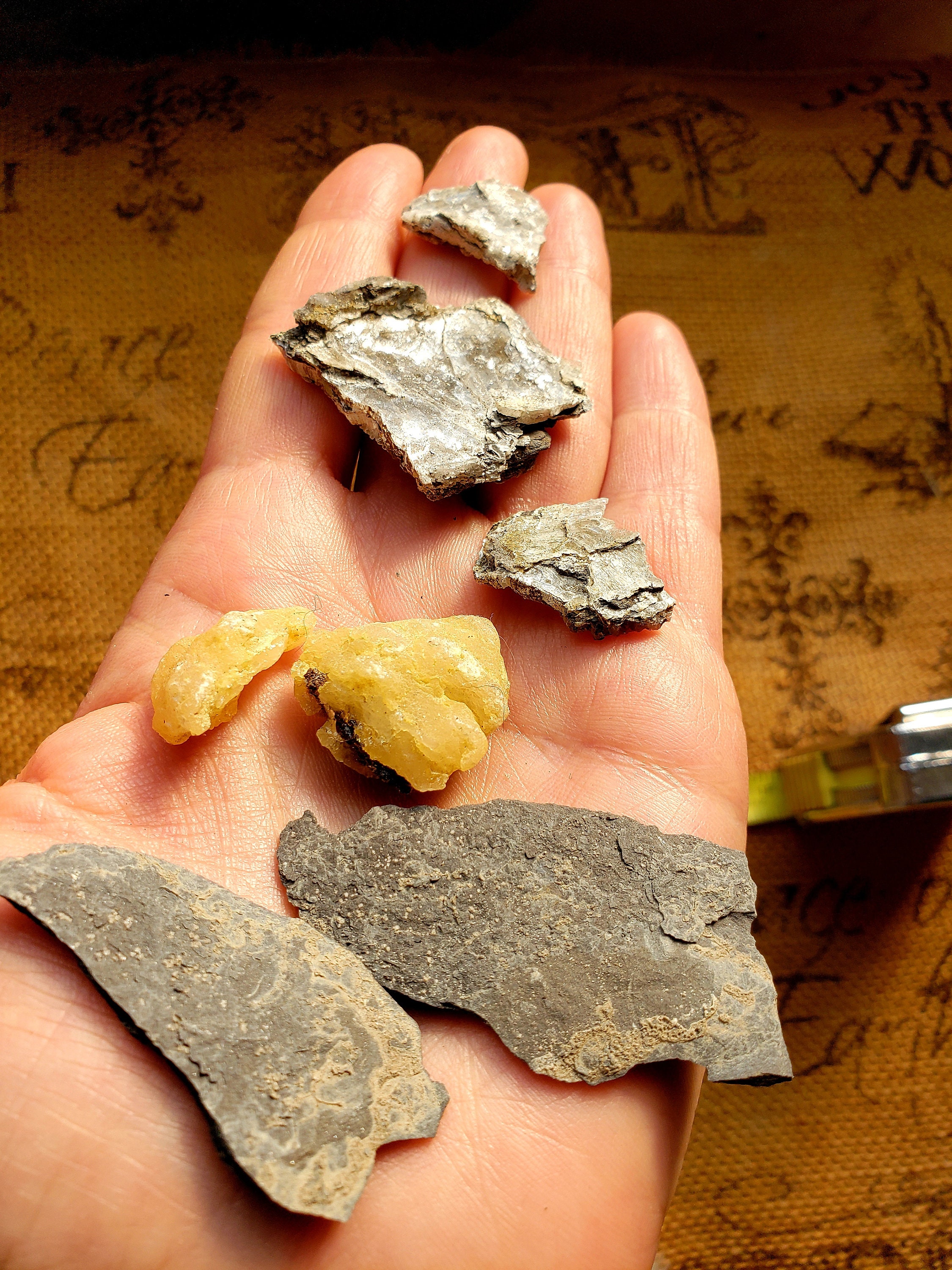 Assorted Nature Set / Curiosity Cabinet / Natural Material / Mew Mexico ...