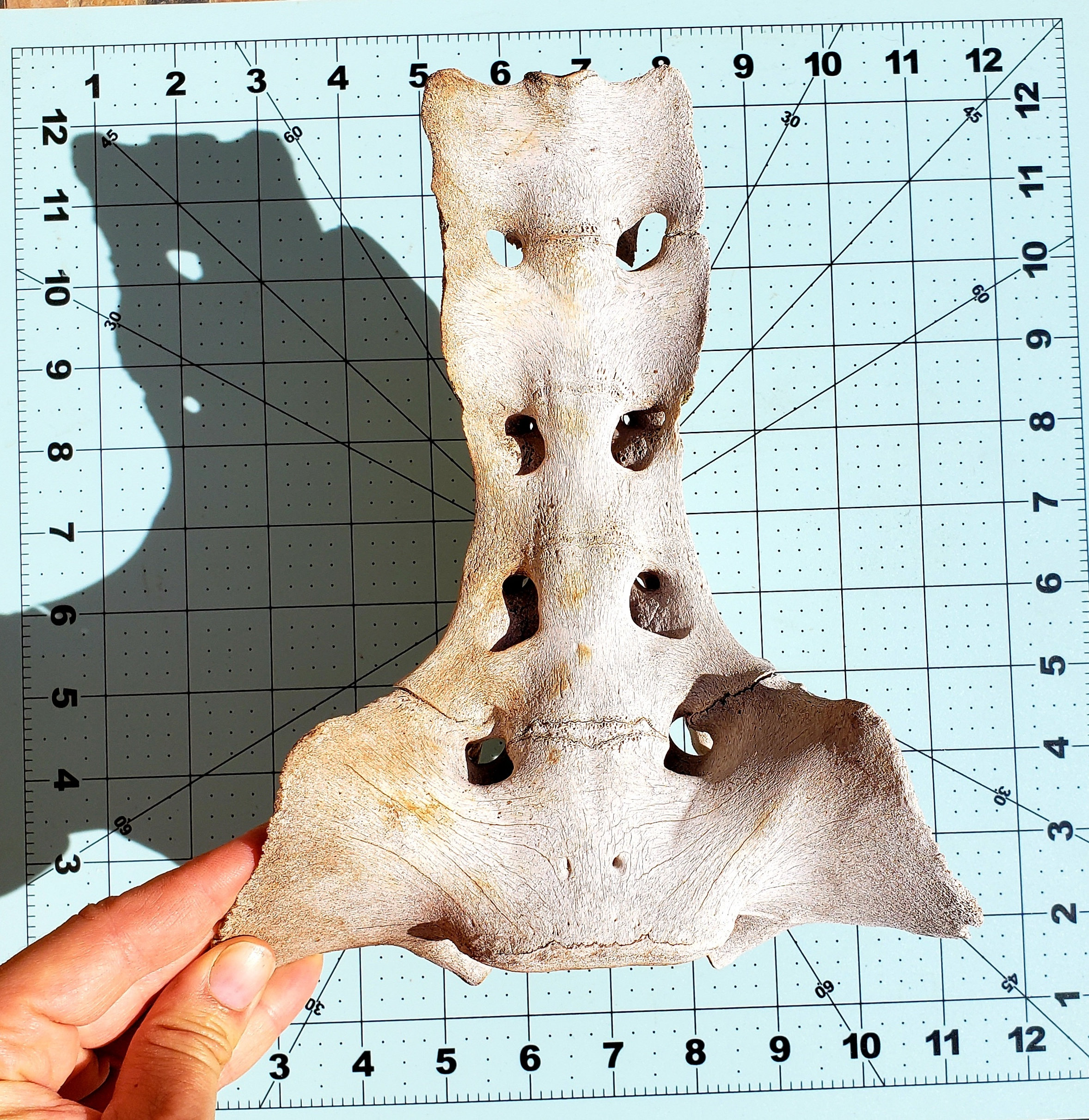 Deer Spine Fragment / Deer Vertebrae / Animal Bones - Etsy