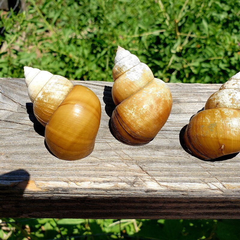 Snail Shells - Etsy