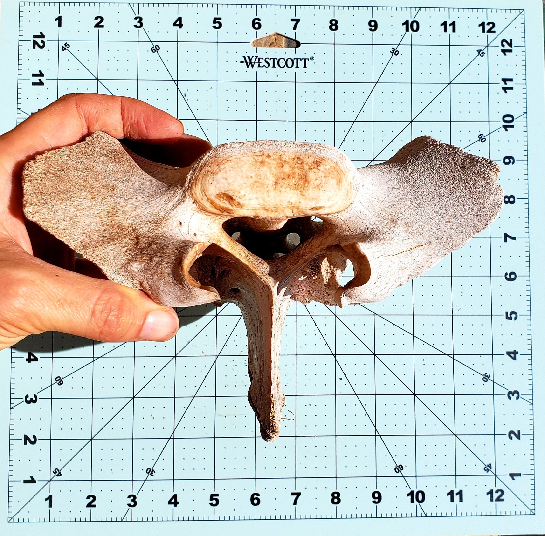 Deer Spine Fragment / Deer Vertebrae / Animal Bones - Etsy