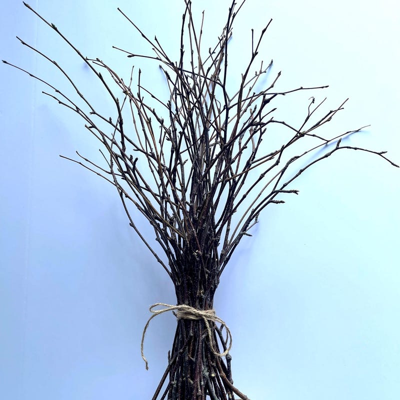 Birch Branches - Etsy