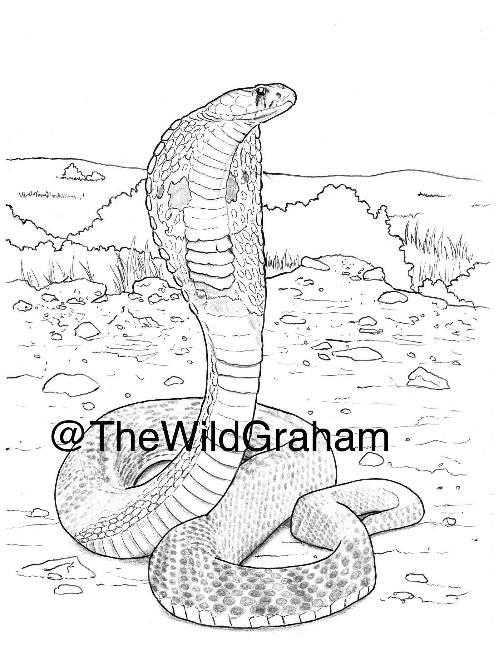 Spitting Cobra Coloring Pages