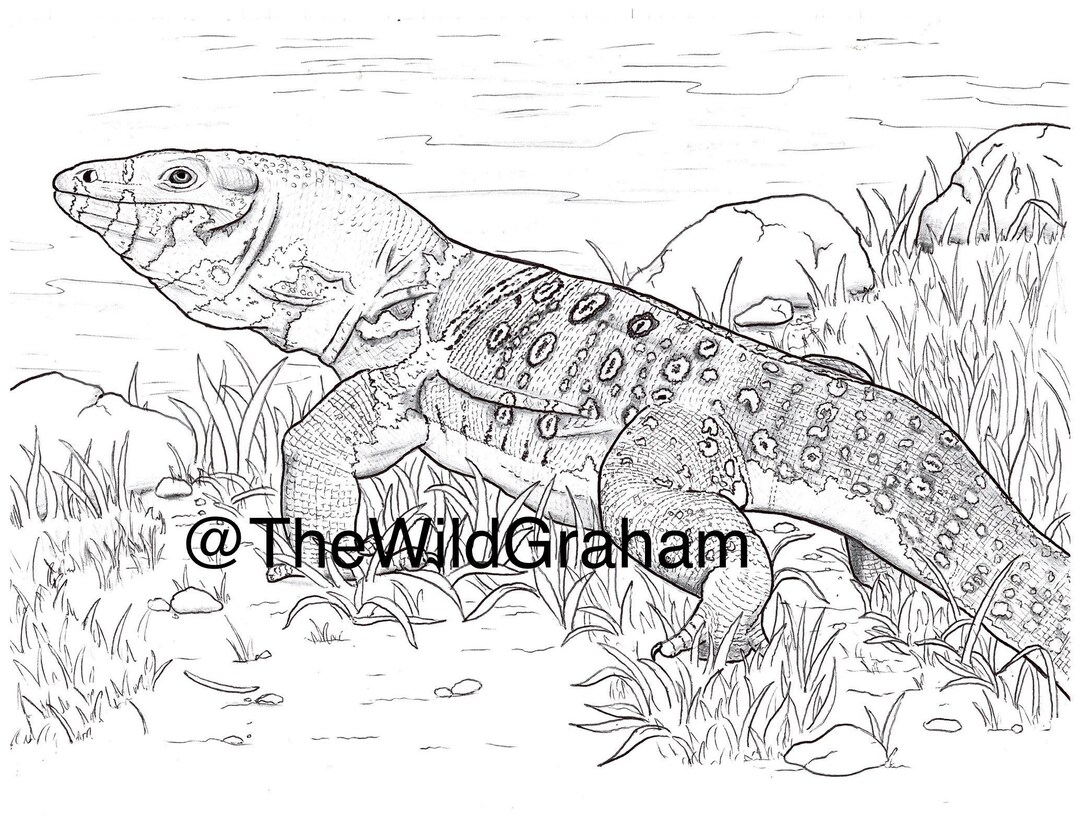 Wild Graham: nile Monitor - Etsy