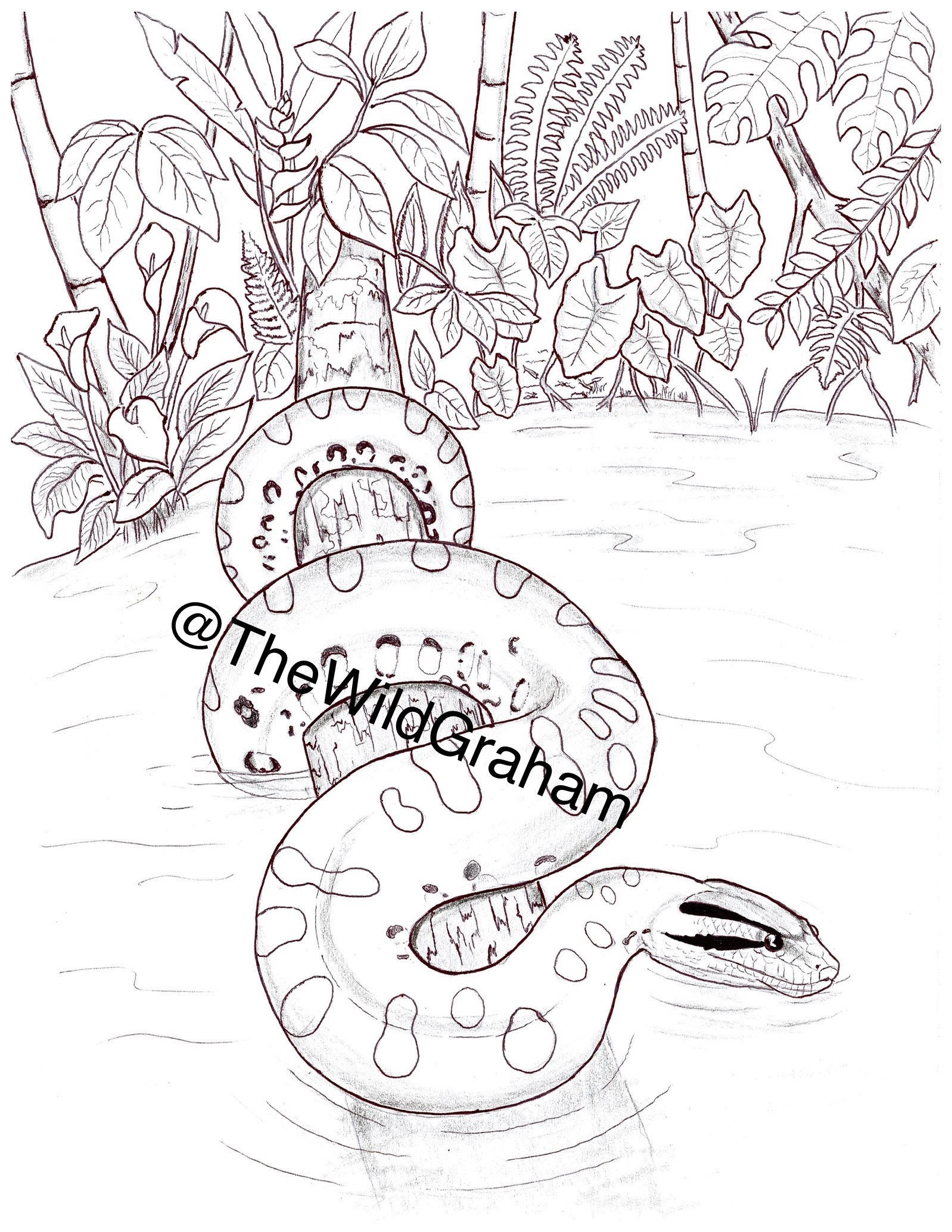 Anaconda Drawing
