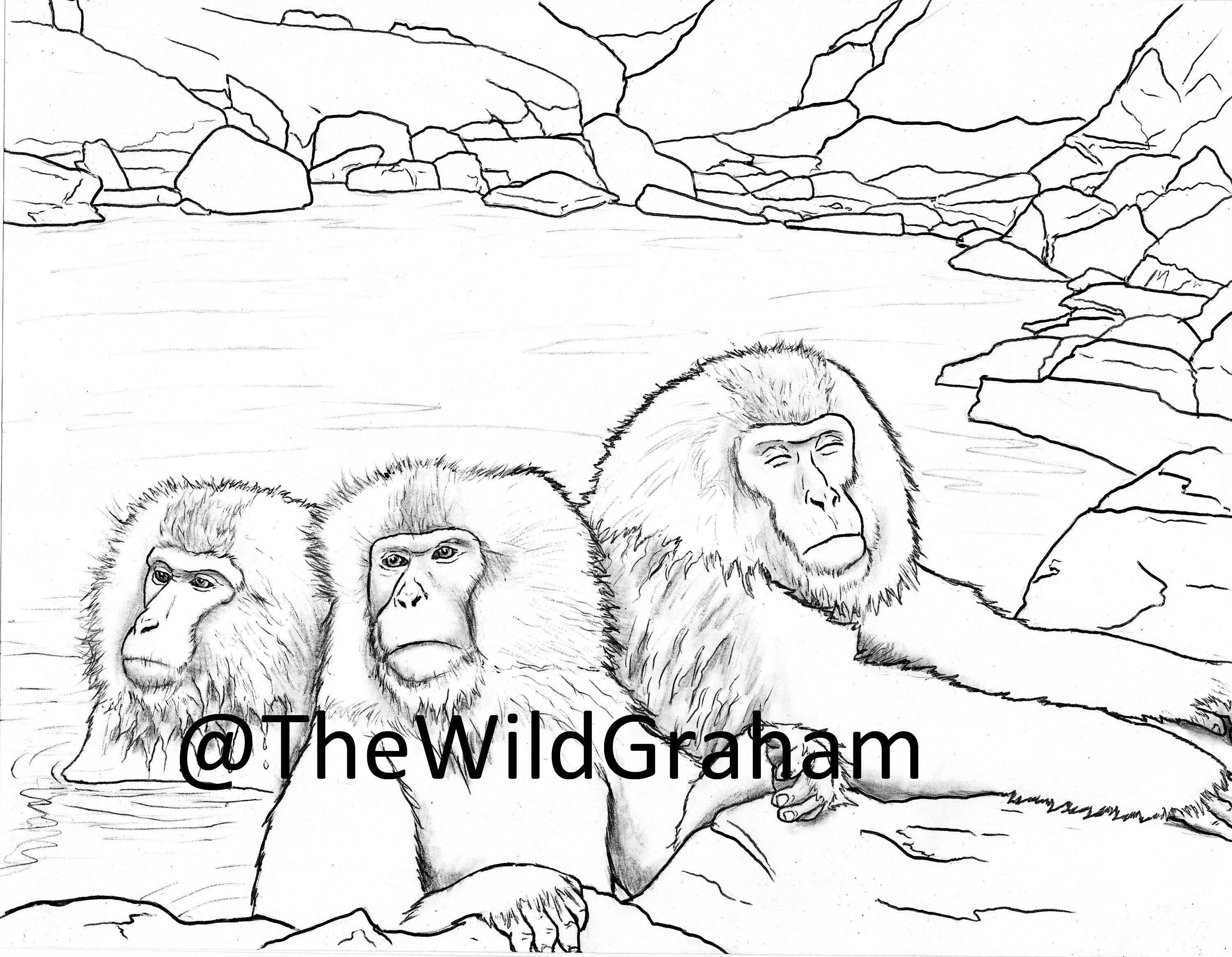 Japanese Macaque Drawing