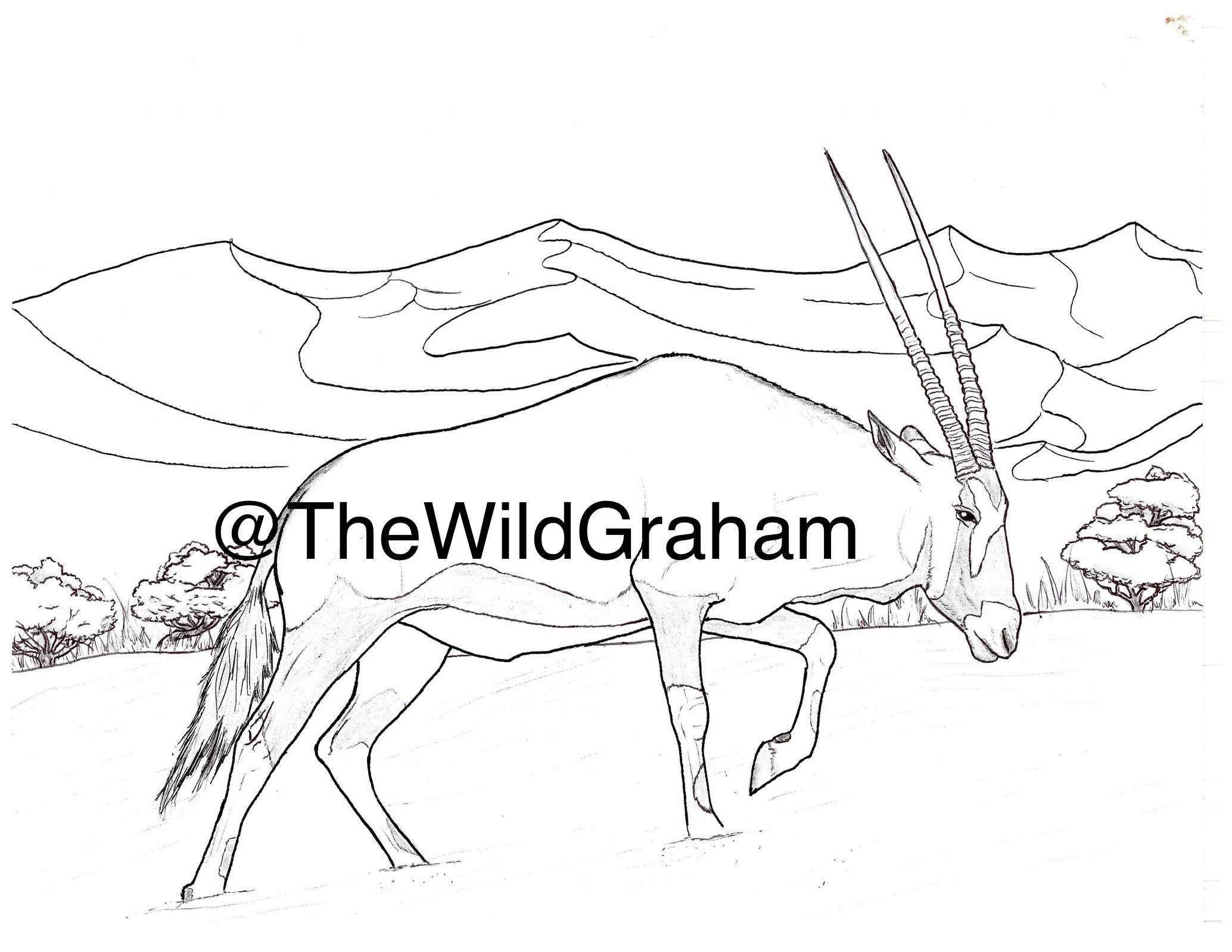 Oryx Drawing