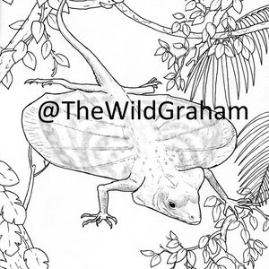 Gliding Draco Lizard Coloring Pages