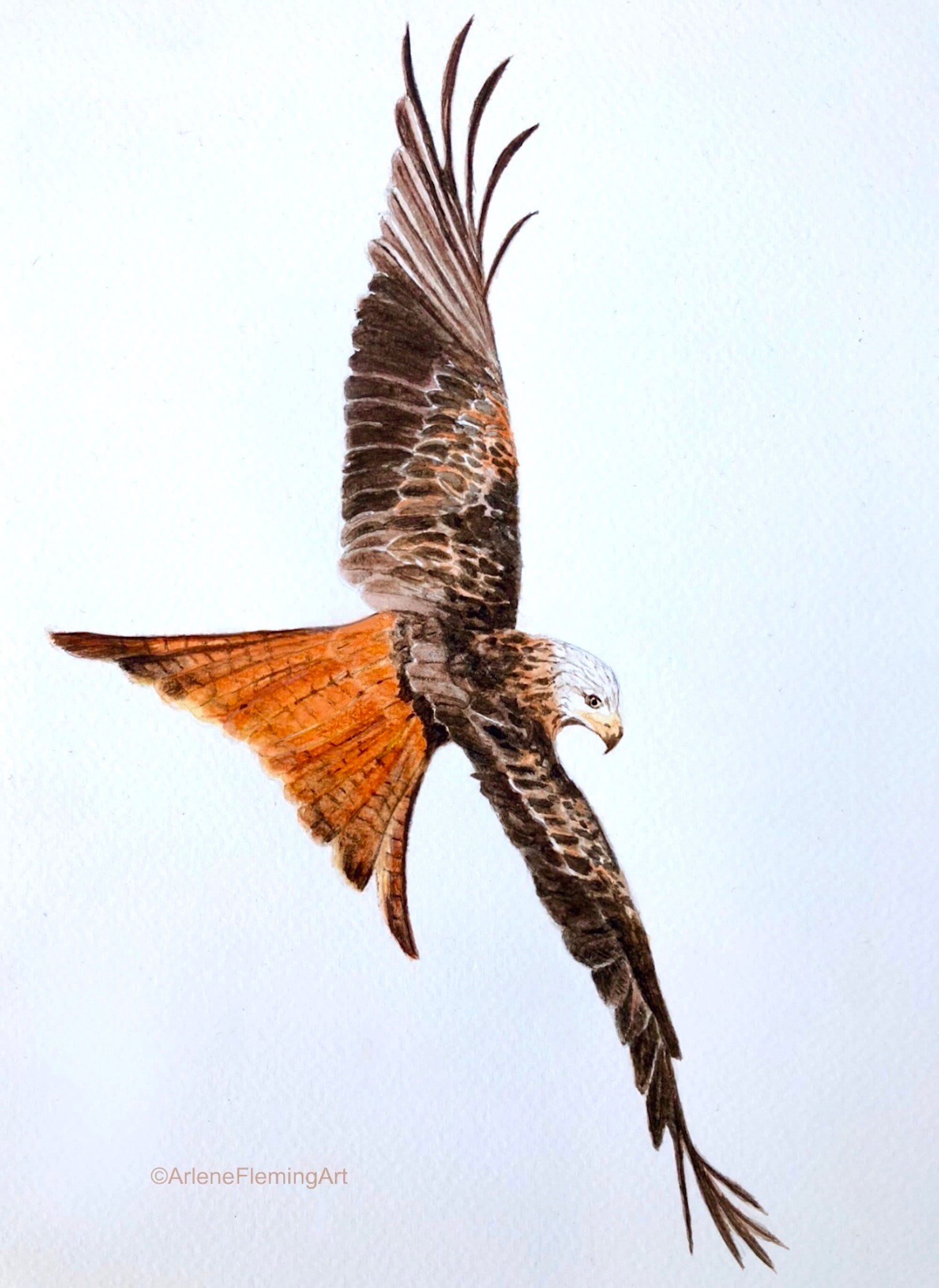 Red Kite in Flight. Beautiful Watercolour Bird of Prey - Etsy