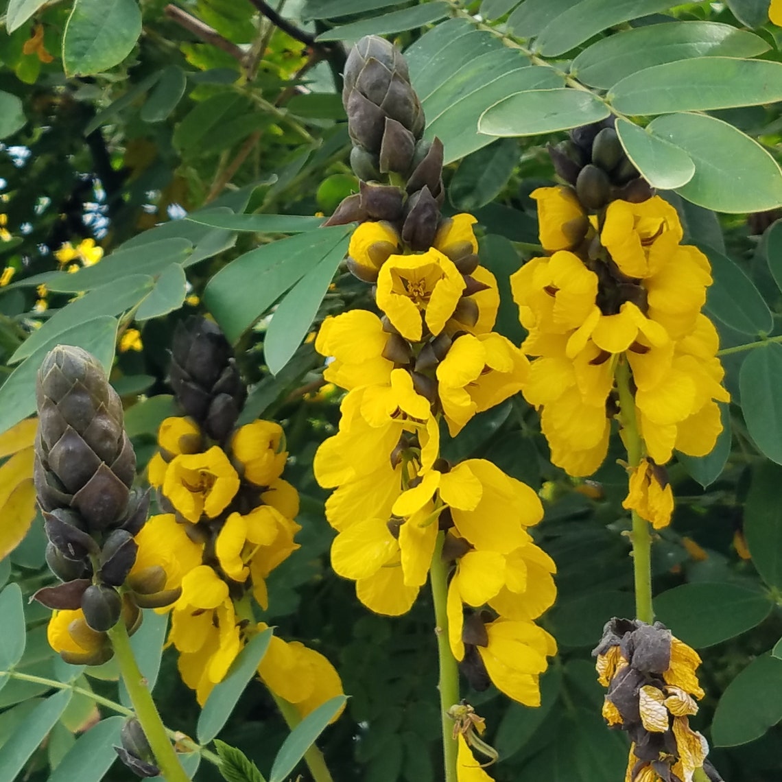 Popcorn Tree seed pack of 24 Cassia senna didymobotrya | Etsy