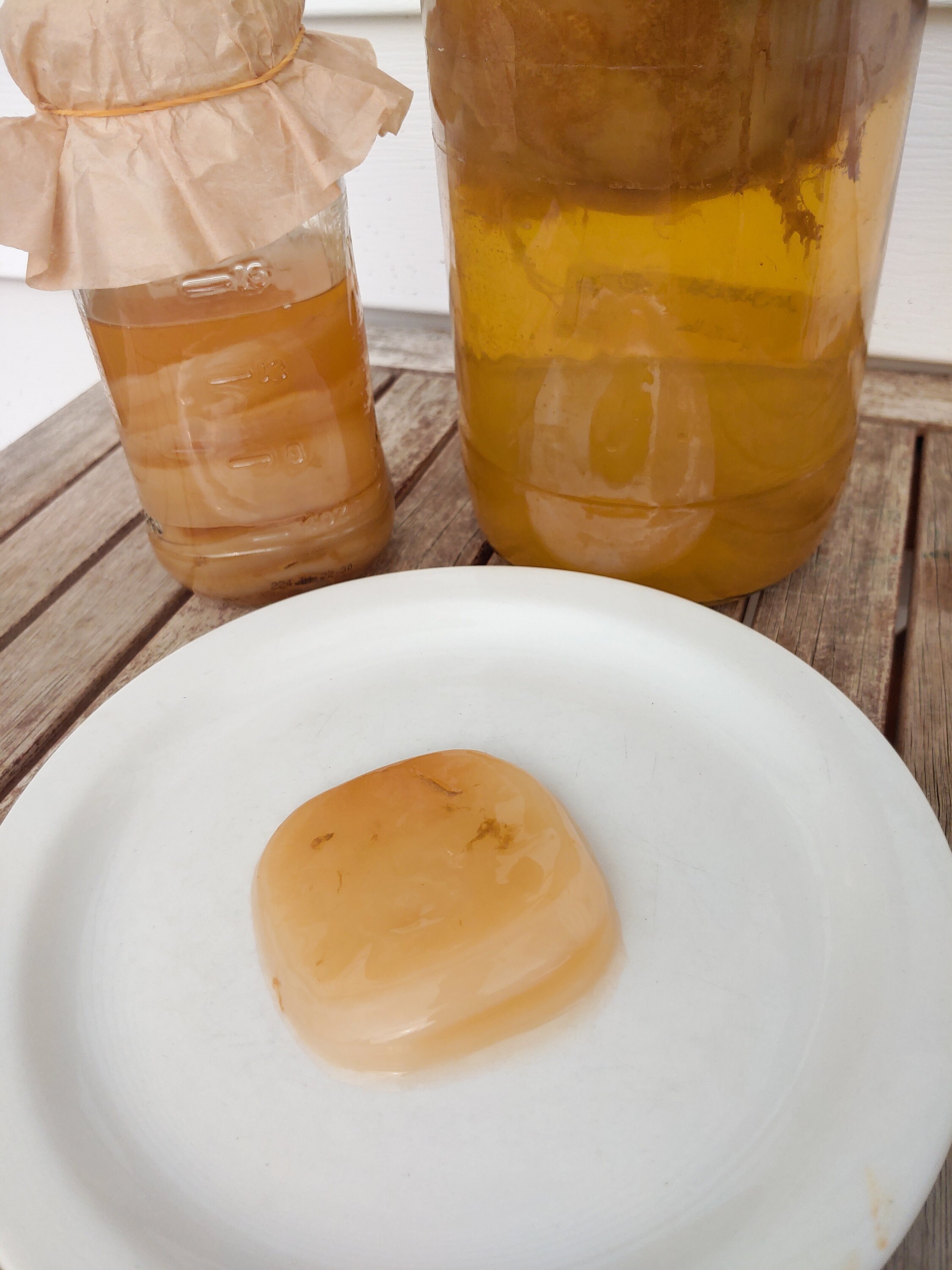 Organic Kombucha Live Starter Culture | Gut Health Kombucha | Kombucha ...