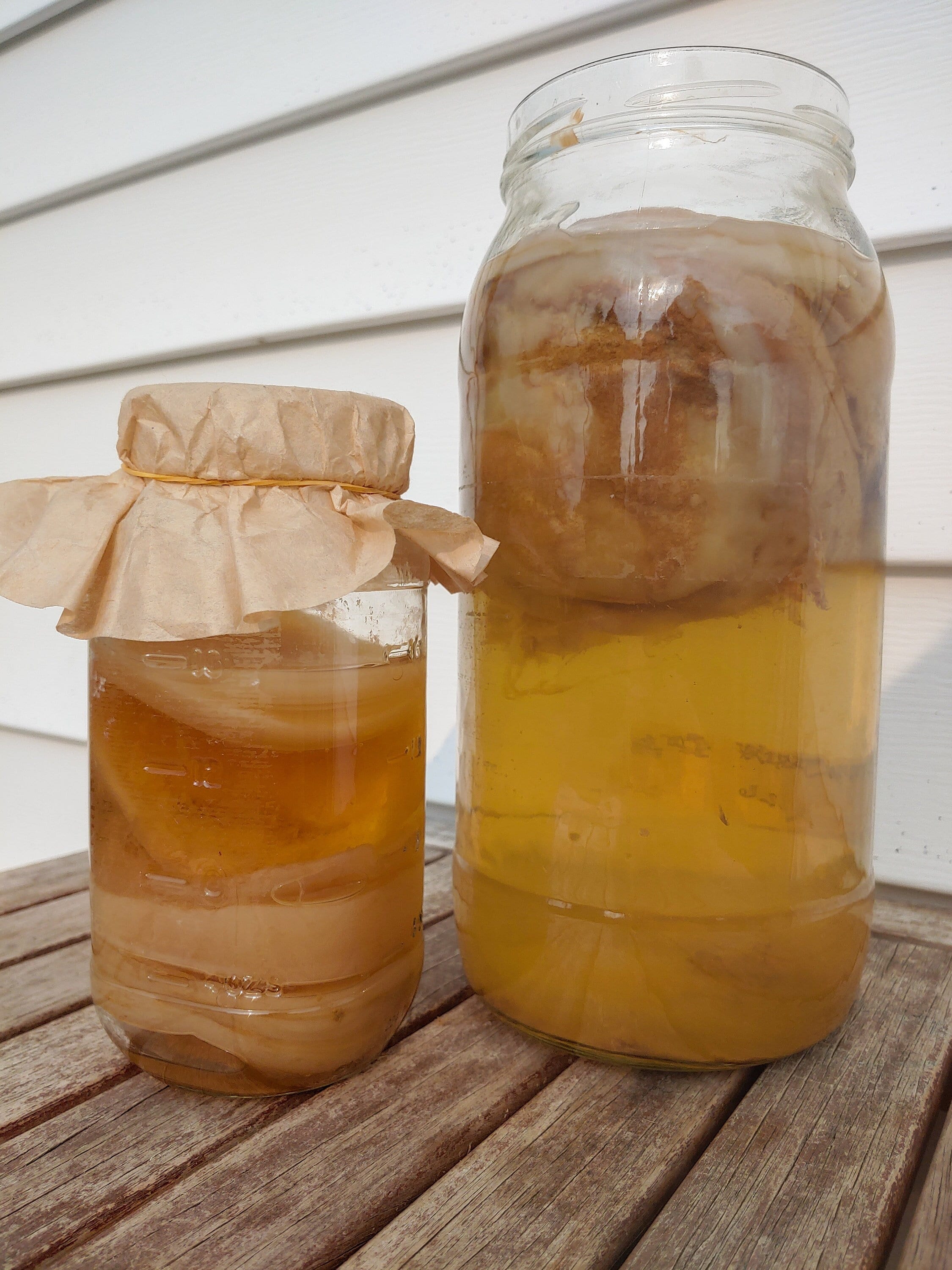 Organic Kombucha Live Starter Culture | Gut Health Kombucha | Kombucha ...