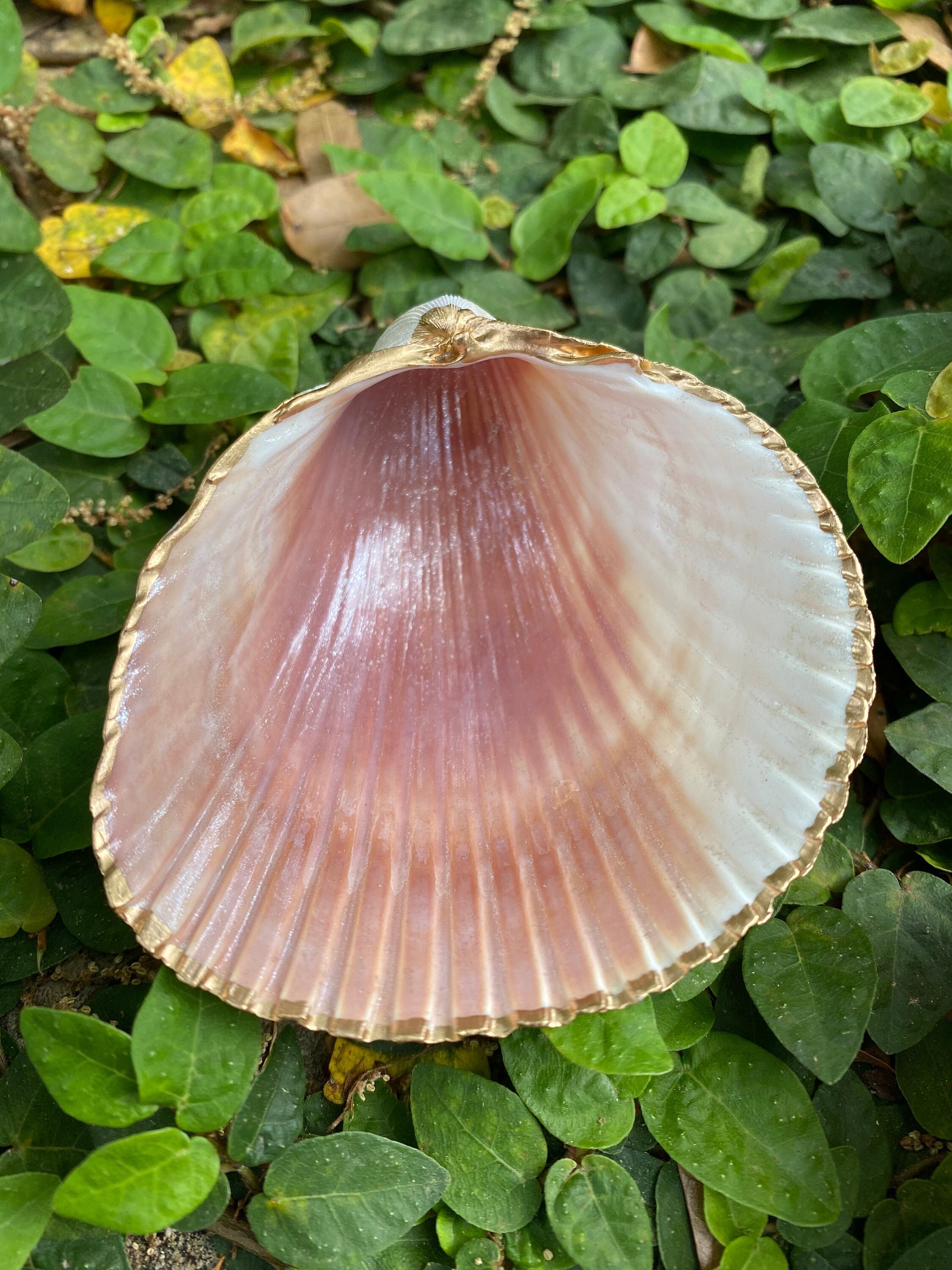 Cockle Shell Trinket Dish - Etsy UK