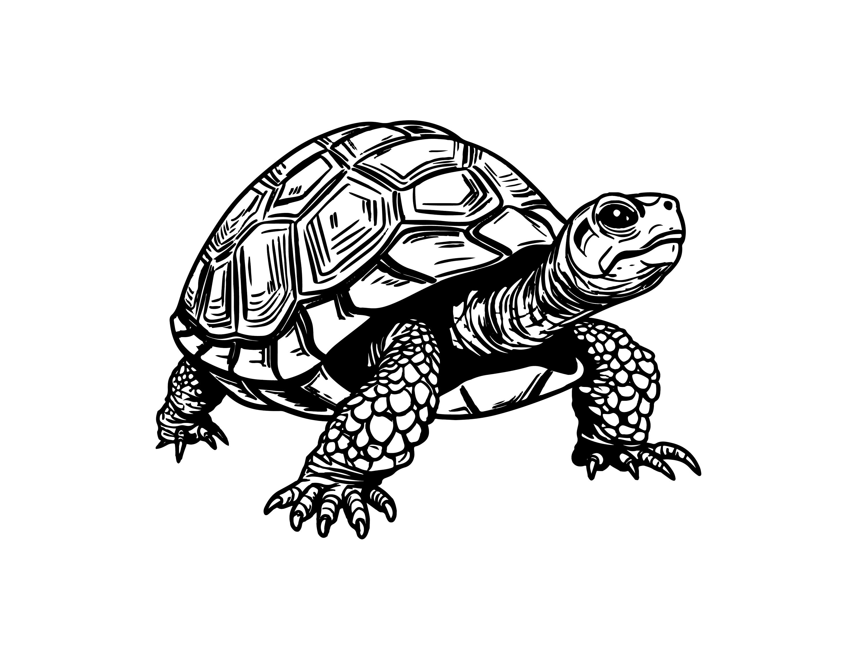 TURTLE SVG, TURTLE Clipart, Turtle Svg Files for Cricut, Tortoise Svg ...