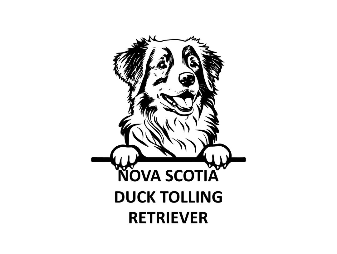 PEEKING NOVA SCOTIA Duck Tolling Retriever Svg, Peeking Nova Scotia ...
