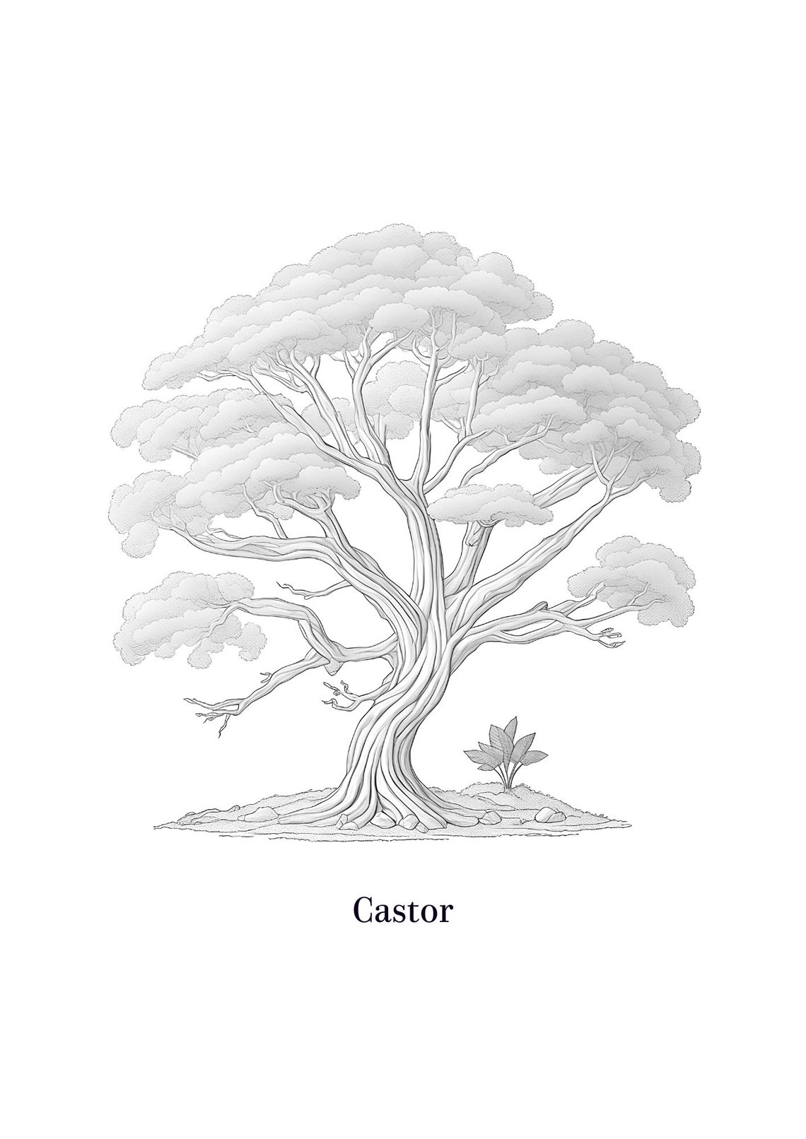 Trees Tracing Guide Learn to Draw Trees Tracing Art Digital - Etsy