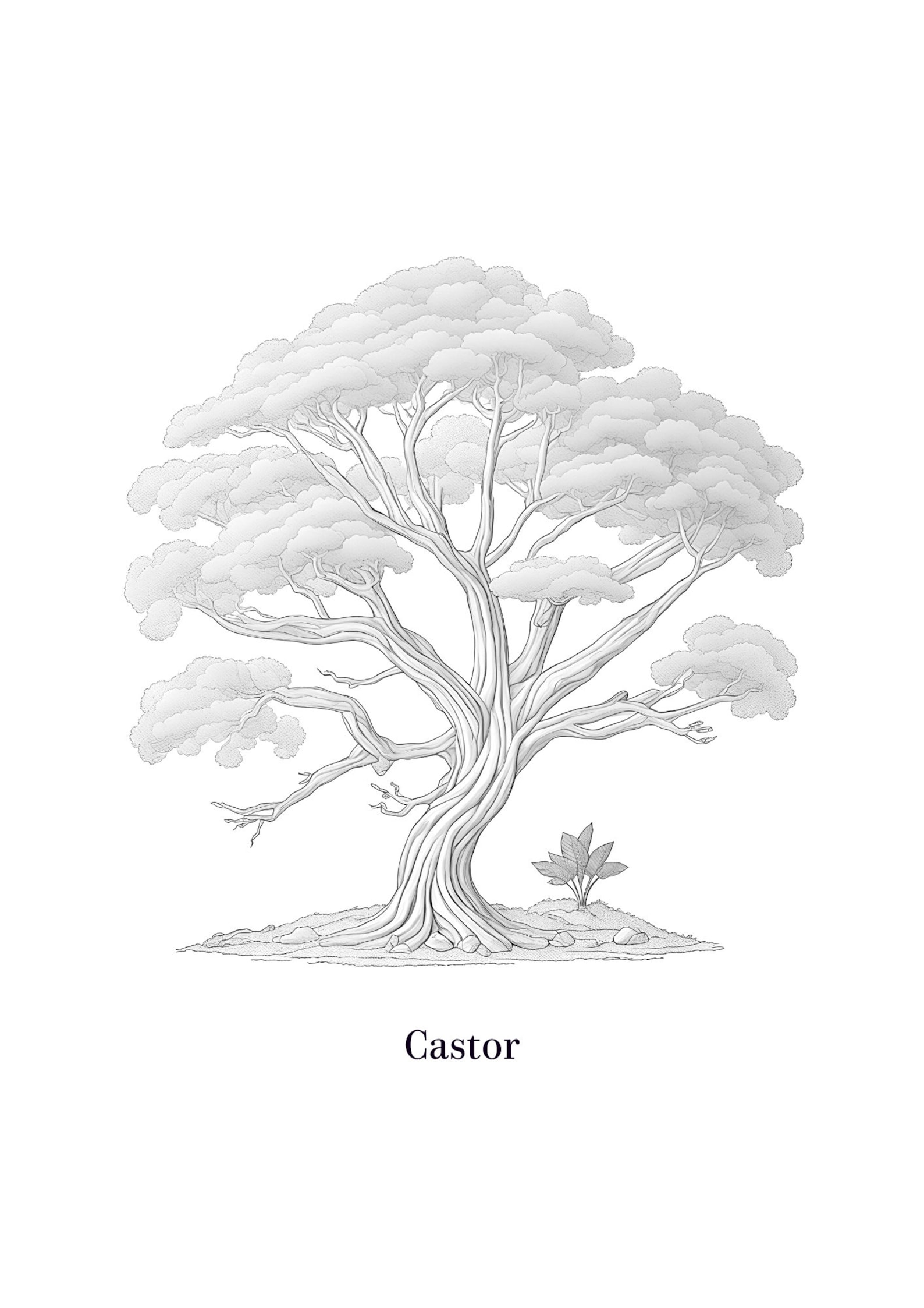 Trees Tracing Guide Learn to Draw Trees Tracing Art Digital - Etsy