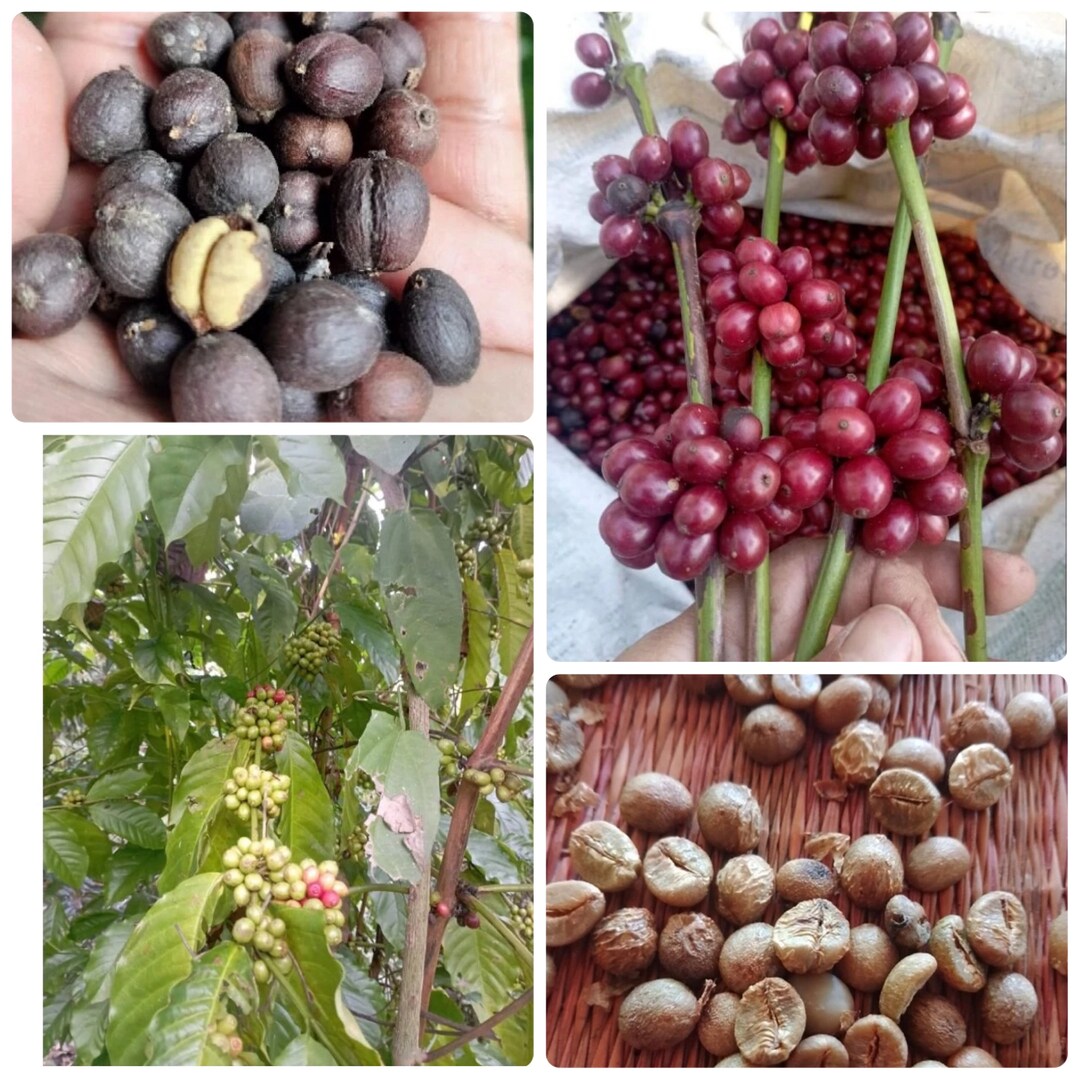 Thai Arabica Coffee Seeds 30 Seeds - Etsy