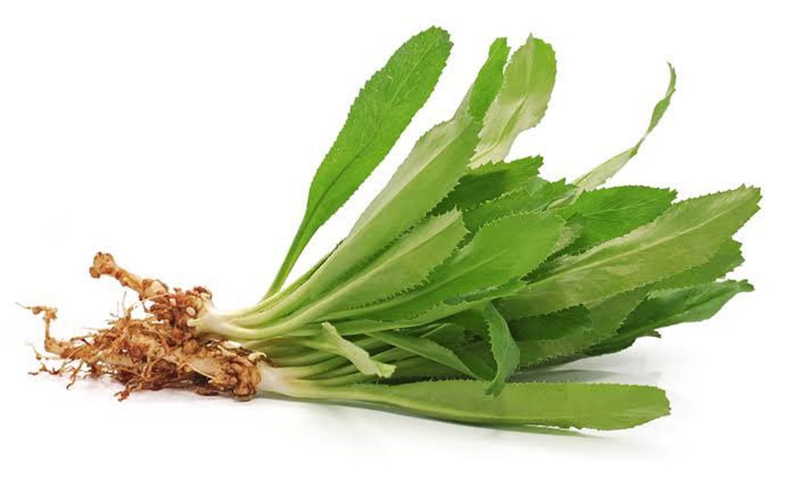 1000 Seeds Culantro Asian Vegetable Seeds | Etsy