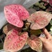 3 Small Bulbs Dragon Hearts Caladium Mixed Colors - Etsy Canada