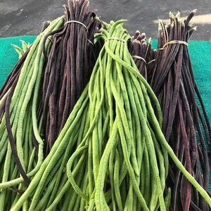 Asia Vegetable Seed Green Yard Long Bean 40 Seeds 10gram ,100 Gram ...