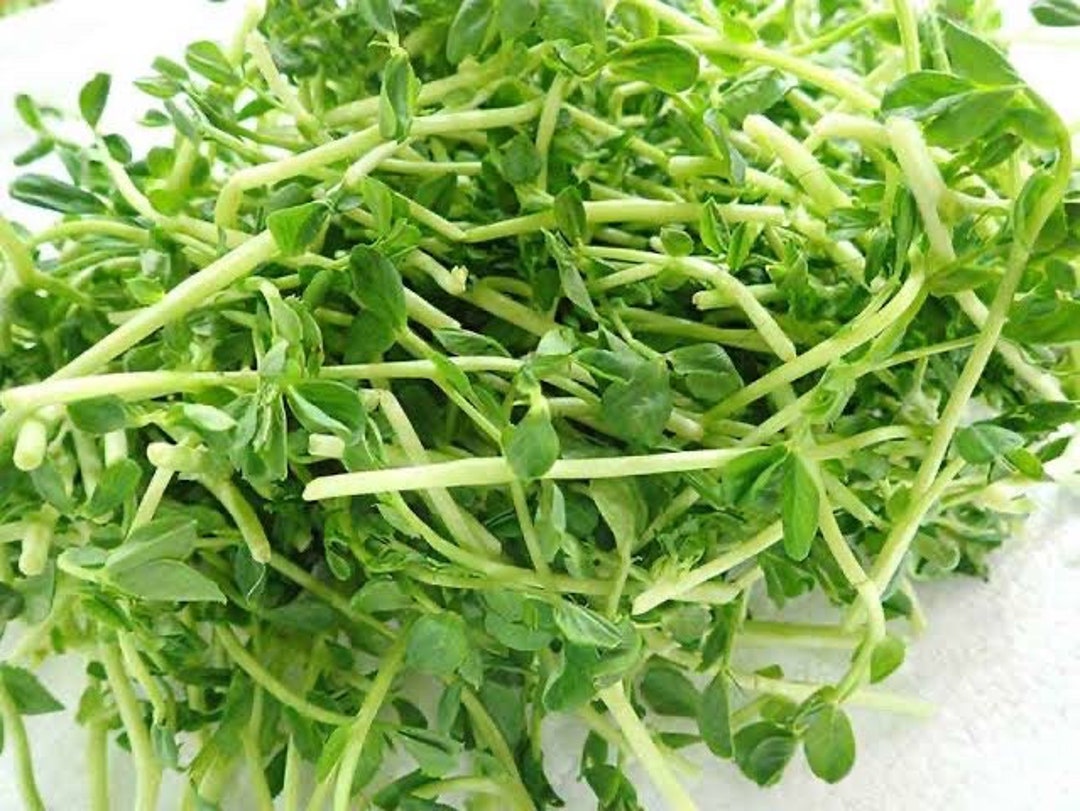 Asia Vegetal Dou miao brotes de guisantes 80 100 semillas - Etsy España