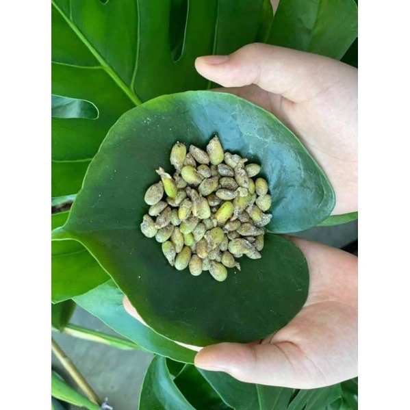 10 Seed Monstera Deliciosa Seeds Green Mixed Colors Monstera - Etsy