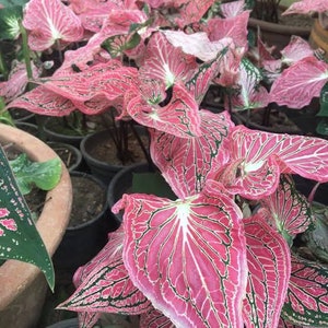 3 Small Bulbs Dragon Hearts Caladium Mixed Colors - Etsy Canada