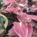3 Small Bulbs Dragon Hearts Caladium Mixed Colors - Etsy Canada