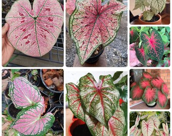 Caladium Lindenii | Etsy