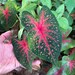 3 Small Bulbs Dragon Hearts Caladium Mixed Colors - Etsy Canada