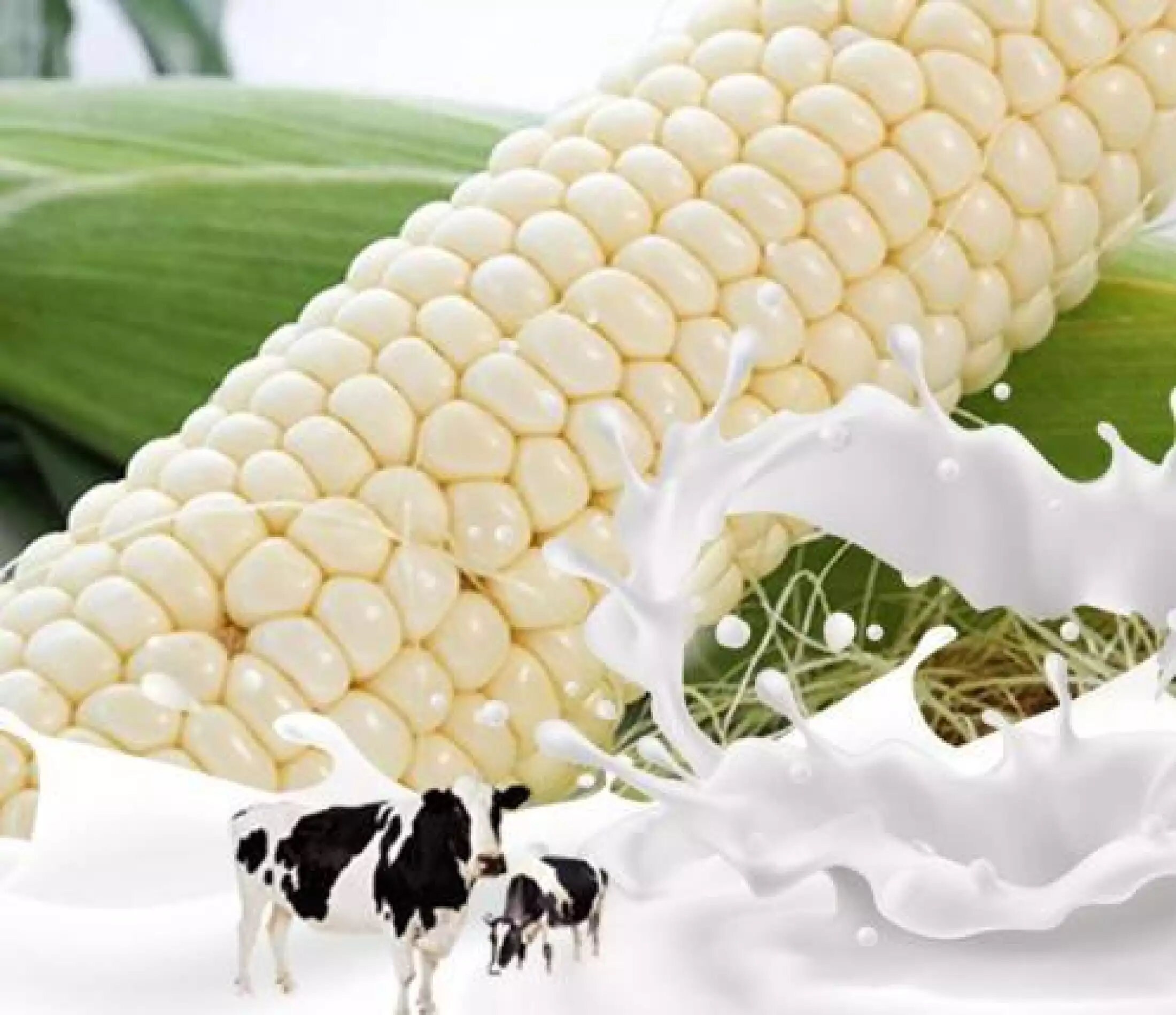 Home & Living Outdoor & Gardening 20 Seeds Hokkaido Sweet Corn Pearl ...