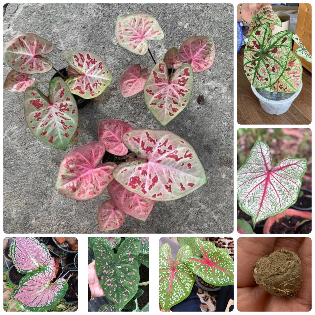 3 Small Bulbs Dragon Hearts Caladium Mixed Colors - Etsy Canada
