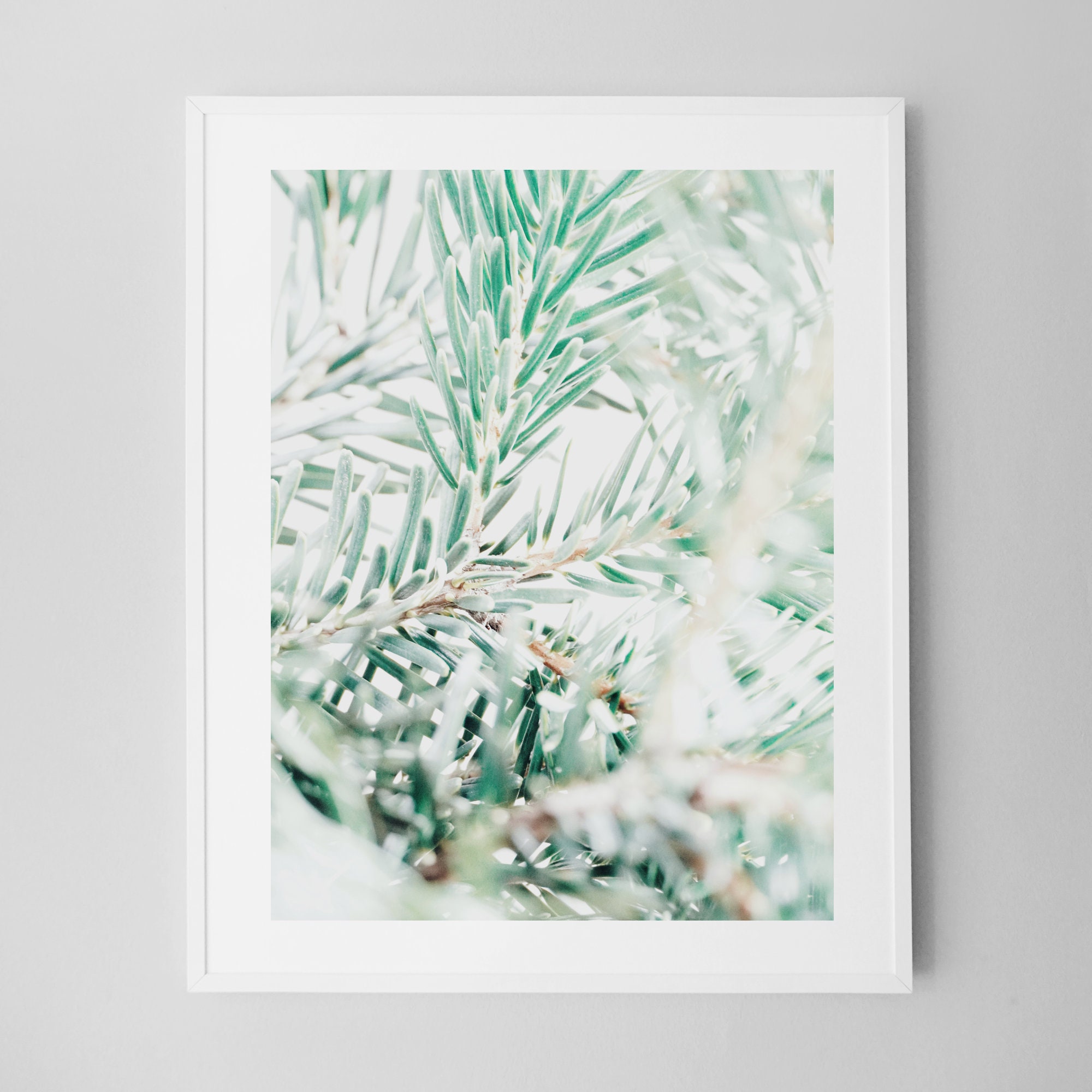 Fir Poster Digital Download Botanical Posters Print - Etsy New Zealand