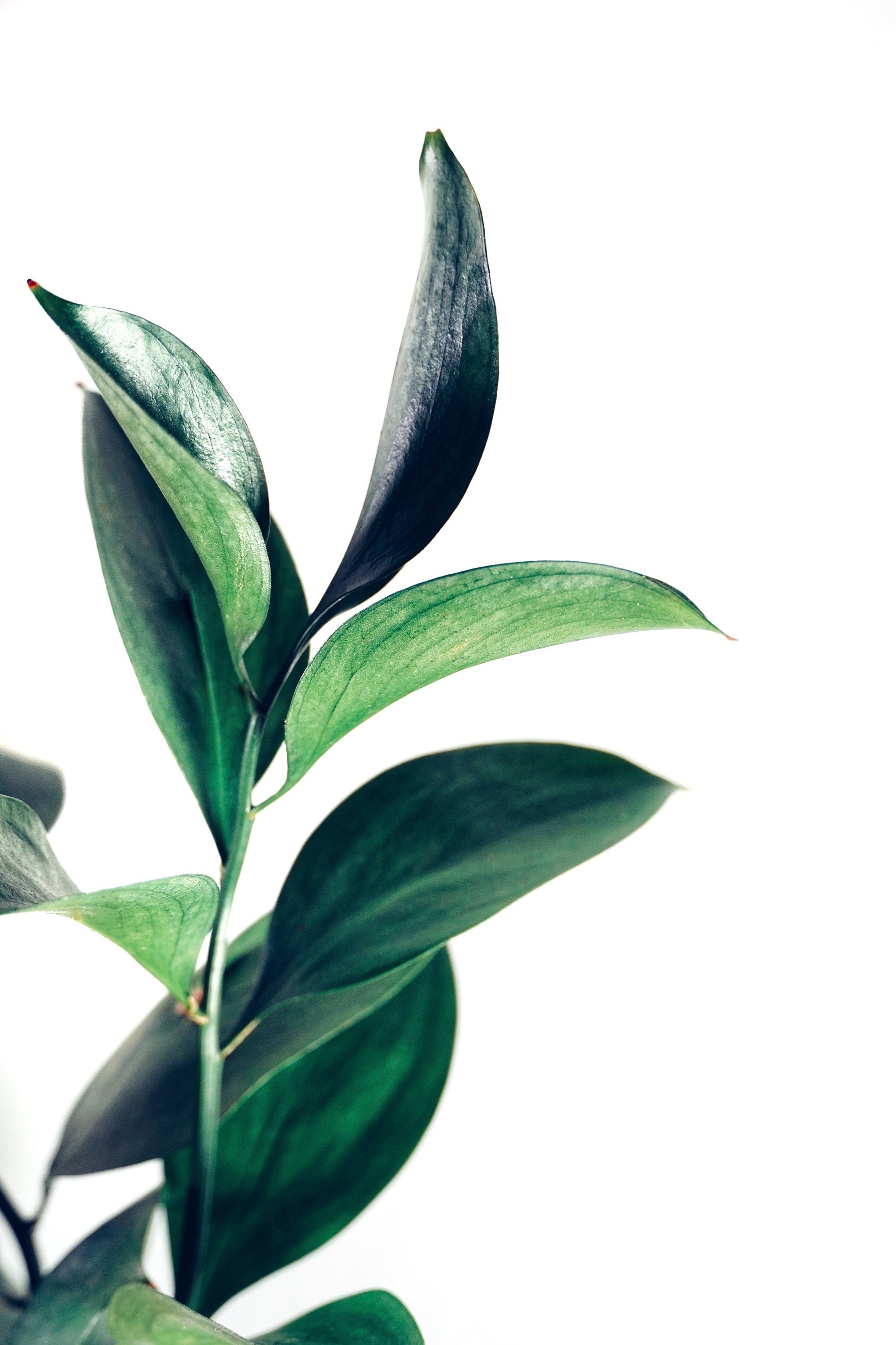 Pflanze Poster | Digitaler Download | Botanical | Poster | Print ...