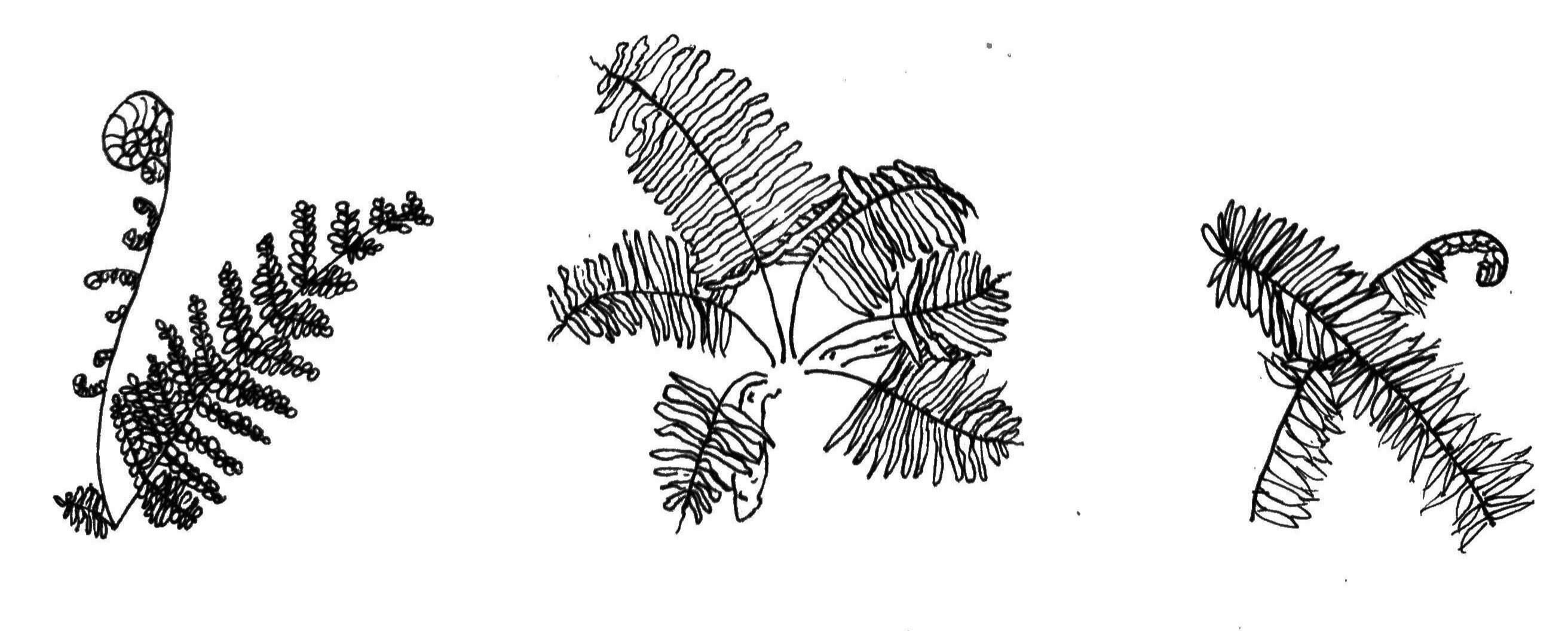 Fern Plants Digital Download, Plant Outline Doodle, Vector Clipart ...