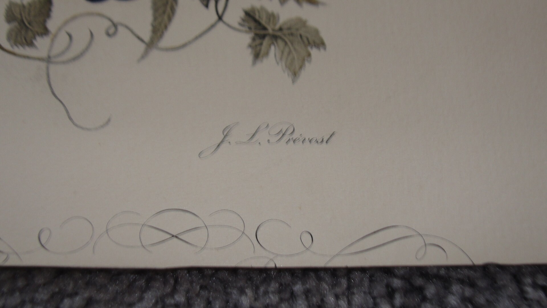 Early Lithograph of J.L. Prevost's Collection of Flowers and Fruits ...