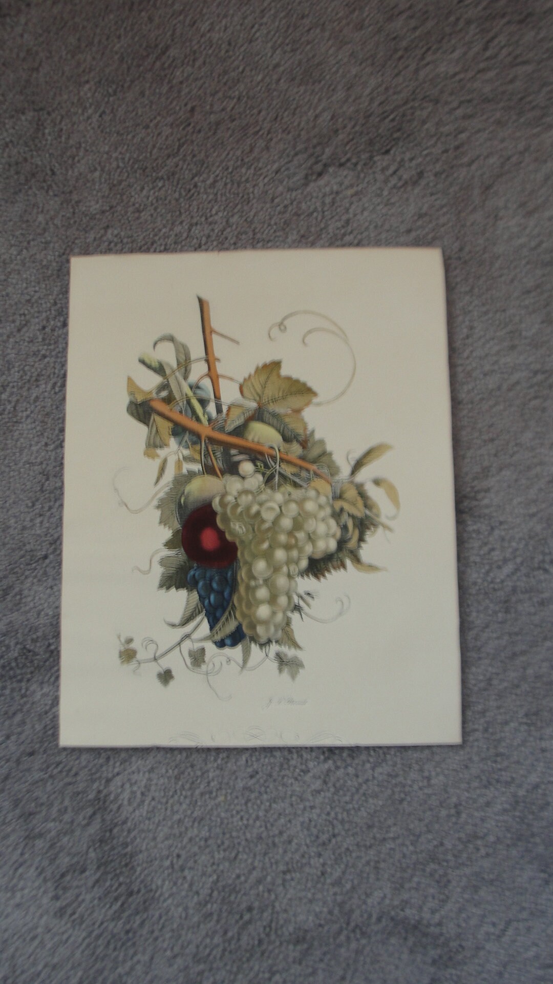 Early Lithograph of J.L. Prevost's Collection of Flowers and Fruits ...