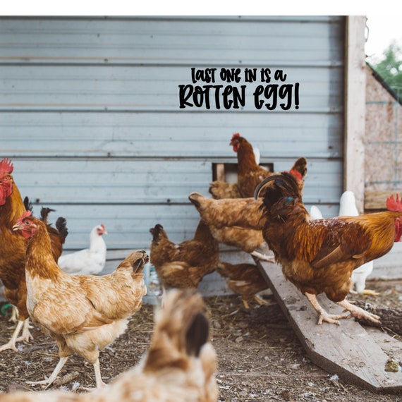 Last One in is a Rotten Egg SVG Chicken Coop SVG Chicken - Etsy