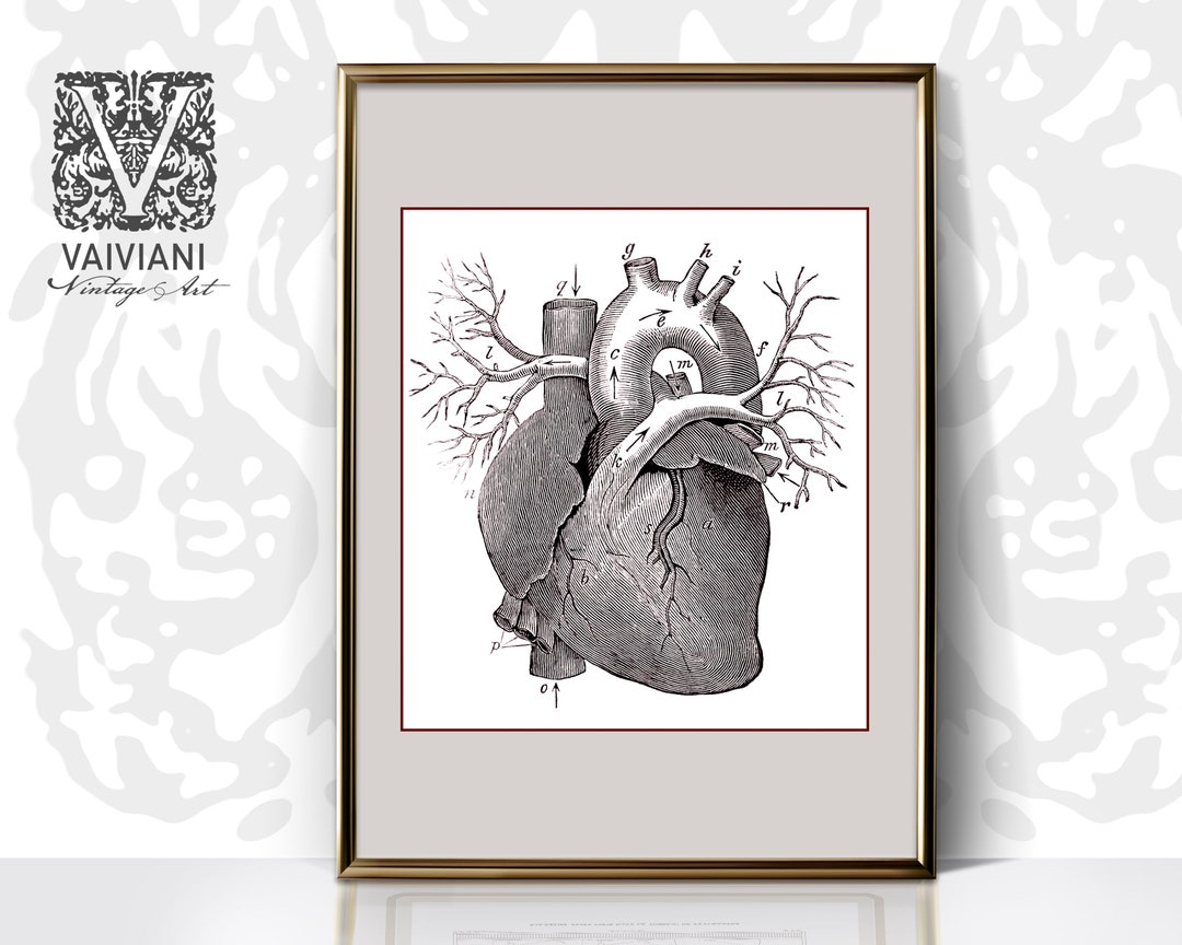 Antique Anatomical Heart Sketch Printable Neutral Wall Art Anatomy ...