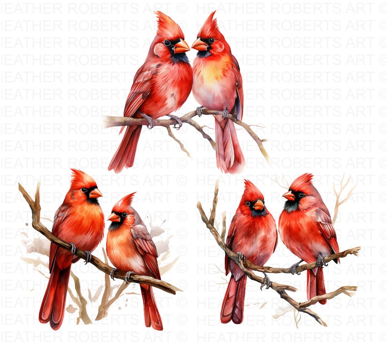 Watercolor Red Cardinal Clipart: Remembrance PNG (digital Download) - Etsy