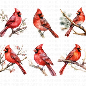 Watercolor Red Cardinal Clipart: Remembrance PNG (digital Download) - Etsy