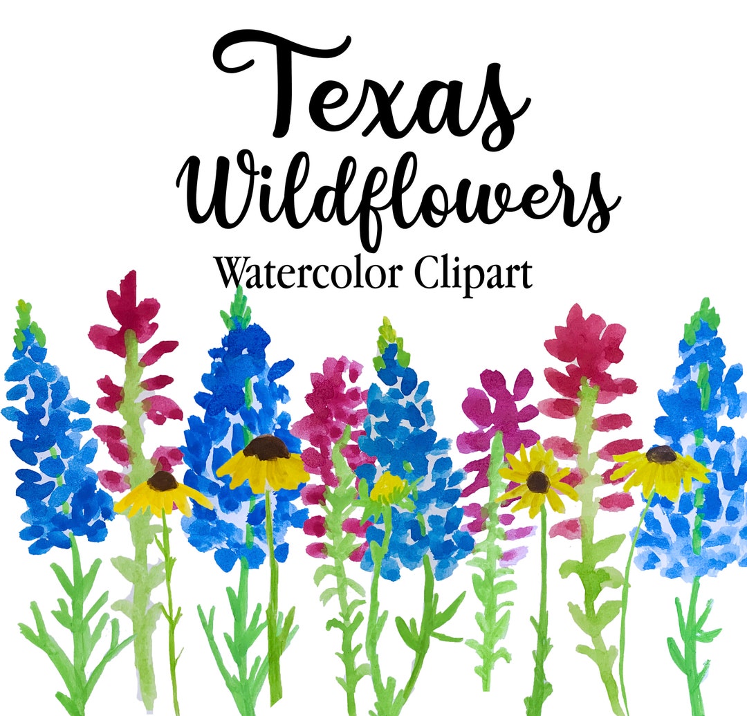 Texas Wildflowers Watercolor Clipart: Bluebonnet, Paintbrush, Dandelion ...