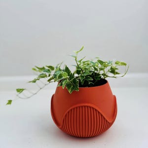 Mini Adam Ivy in 3D Printed Terracotta Ribbed Pot - Etsy