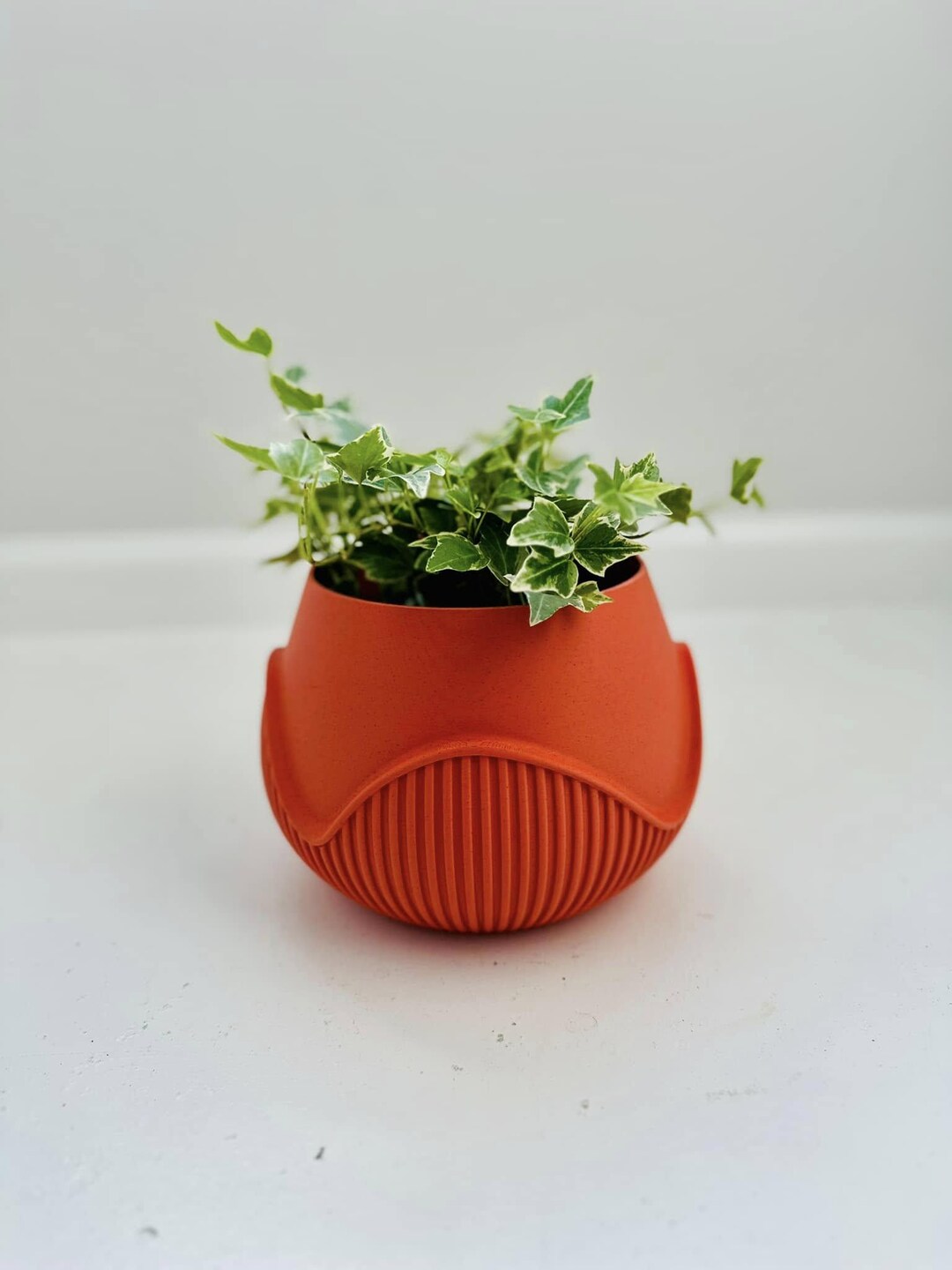 Mini Adam Ivy in 3D Printed Terracotta Ribbed Pot - Etsy